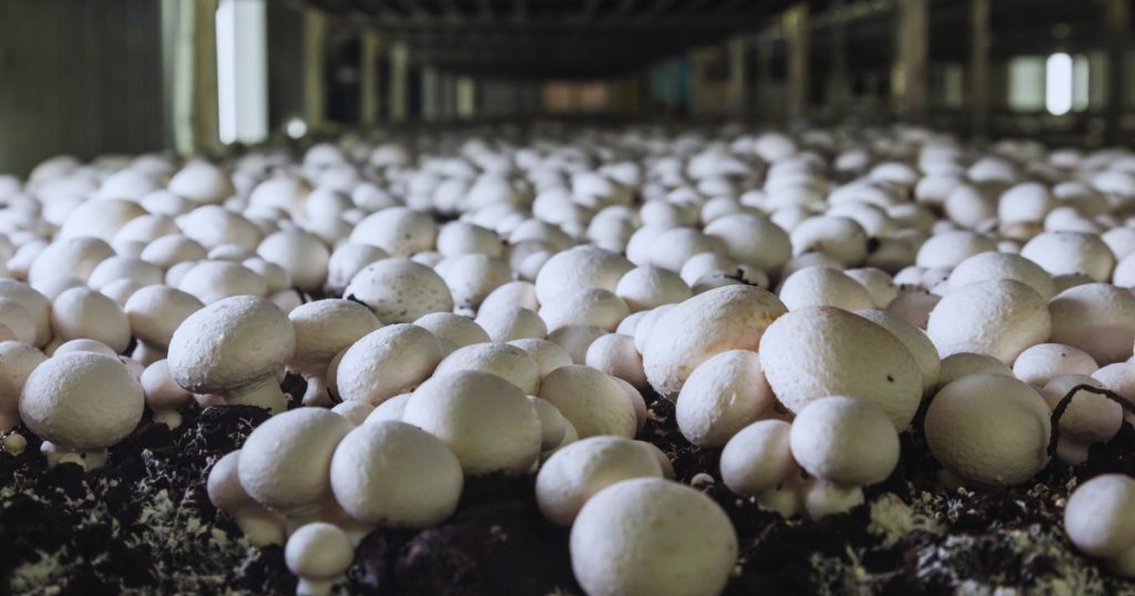 Guide to Starting a Gourmet Mushroom Farm Business